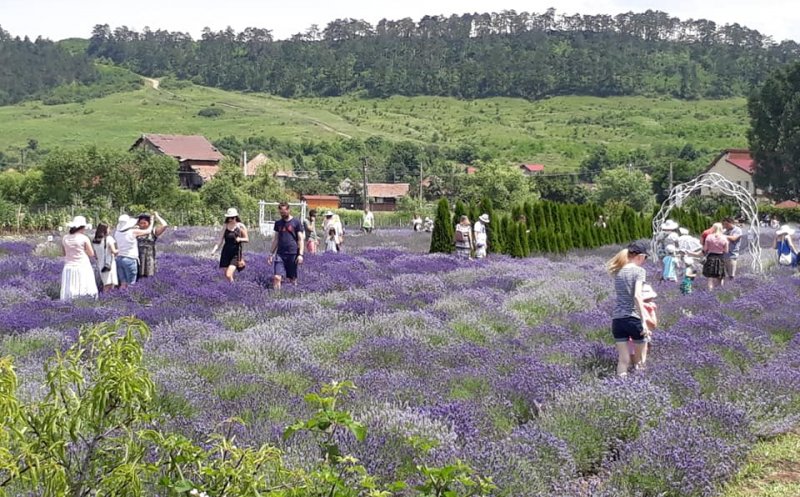 Ziua de Cluj | Paradisul instagramerilor, lanuri de lavandă ca în ...