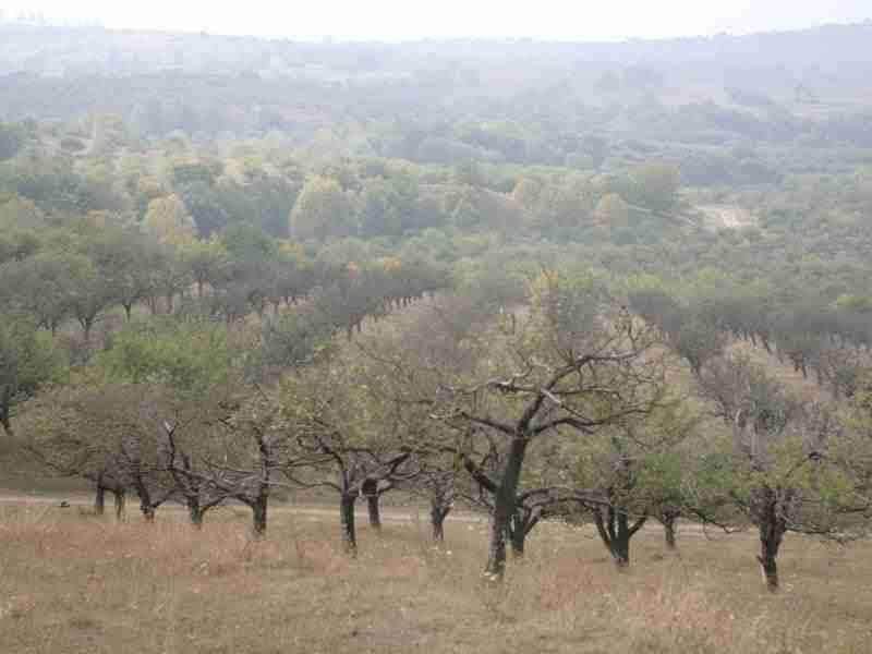 Ziua de Cluj | Feleacu primește înapoi proprietățile date municipiului ...