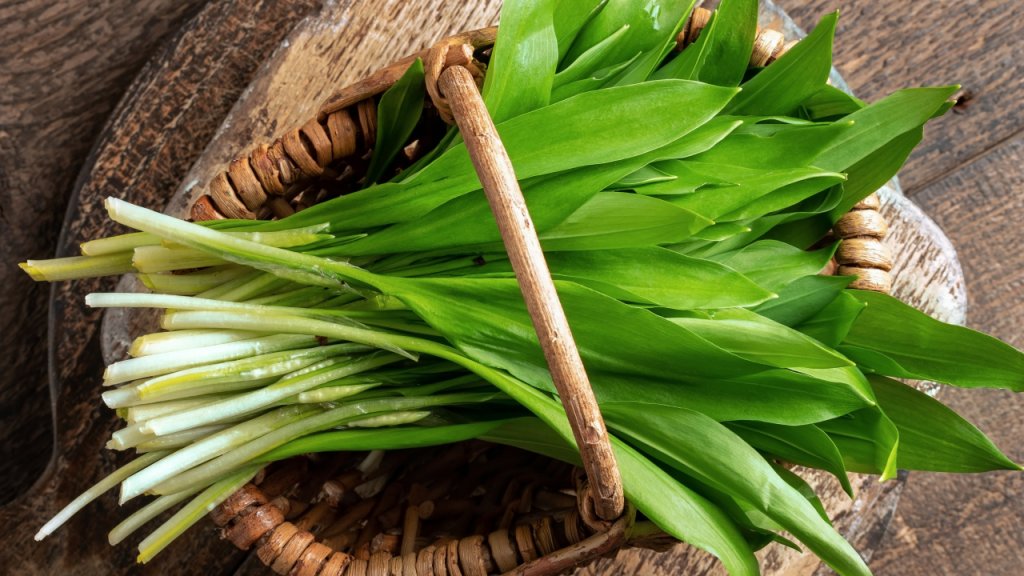 Ziua de Cluj | Leurda, planta medicinală vedetă a primăverii