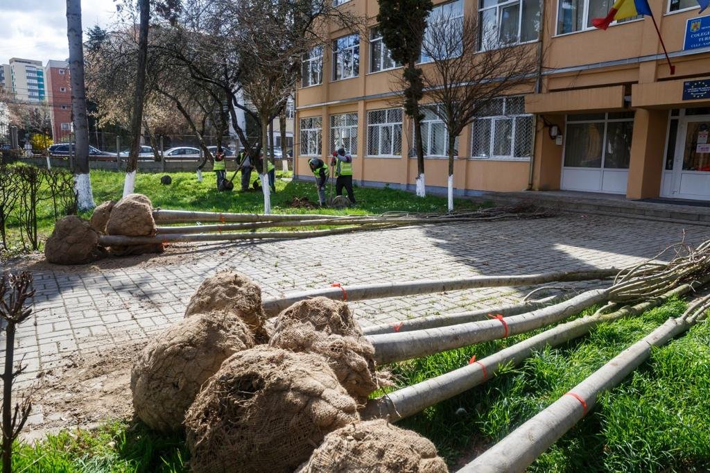 Ziua de Cluj | 2428 arbori cu balot de dimensiuni mari plantați la Cluj ...