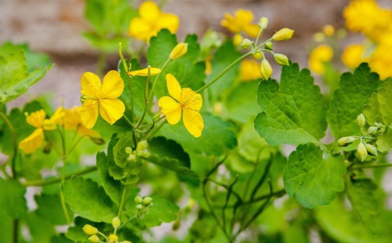 Ziua de Cluj | Rostopasca, o plantă cu numeroase proprietăți pentru ...