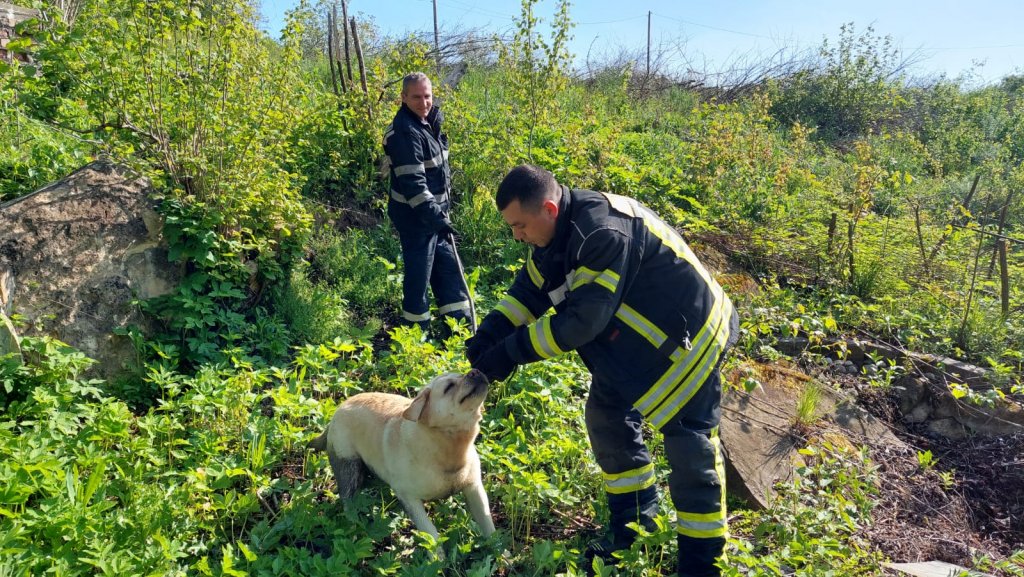 Ziua de Cluj | Câine, căzut într-o fântână din localitatea Feleacu. Au ...