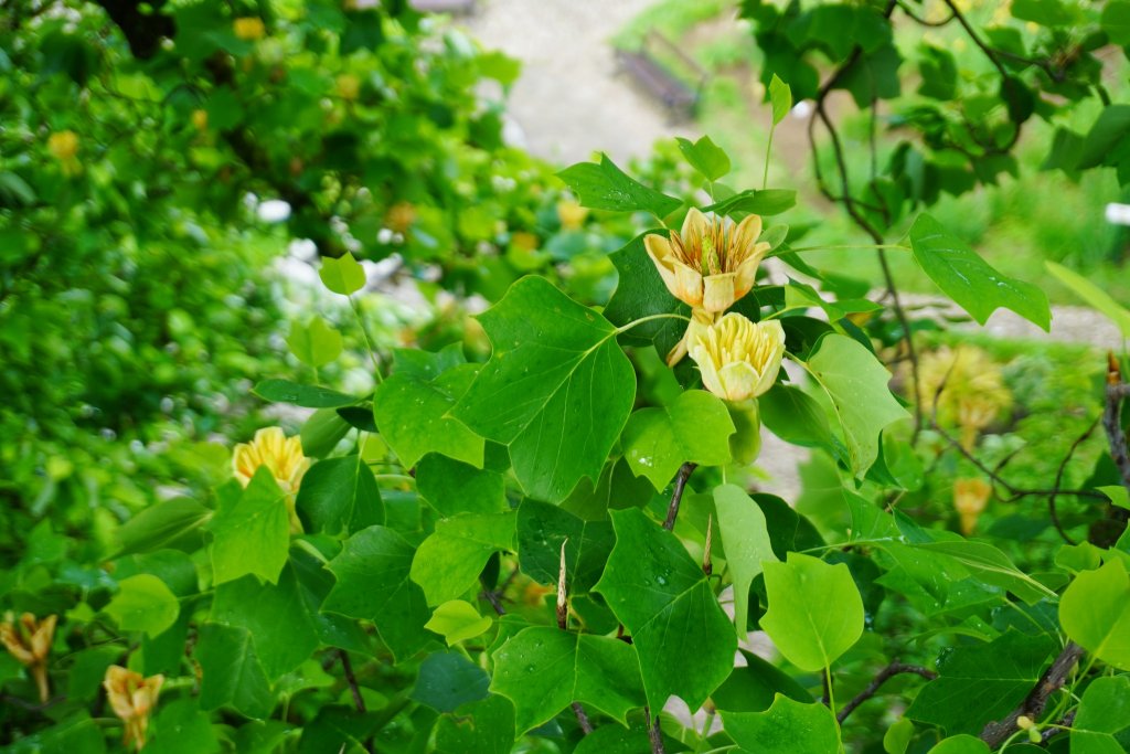 Ziua de Cluj | Copacul cu lalele din Grădina Botanică