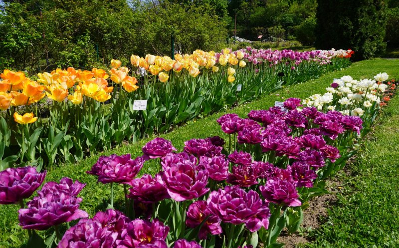 Ziua de Cluj | Știați că în România avem specii de lalele spontane? Pot ...