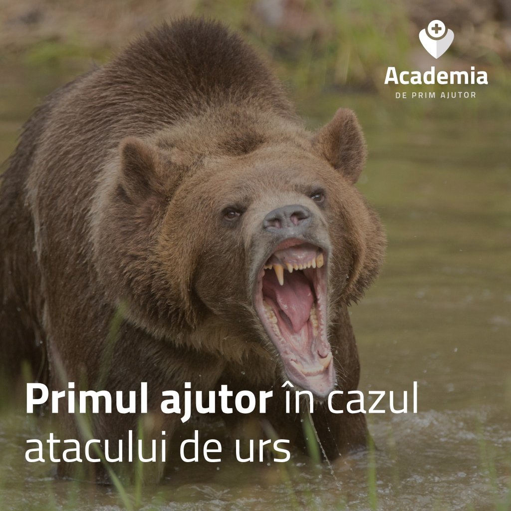 Ziua de Cluj | Cum să te protejezi și să acorzi primul ajutor în caz de întâlnire cu un urs în ...