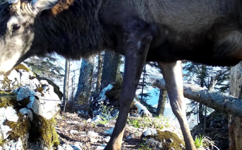 Ziua de Cluj | Imagini cu un cerb, surprinse în Parcul Natural Apuseni